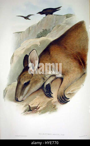 The agile wallaby, Macropus agilis also known as the sandy wallaby is a ...