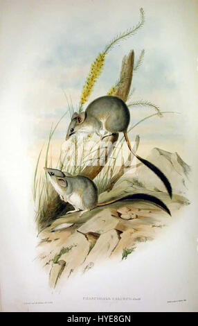 An Australian native marsupial known as a Yellow-footed Antechinus ...