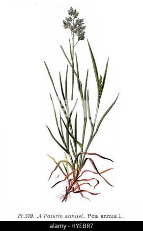Poa annua, commonly known as annual bluegrass, is a fast-growing grass ...