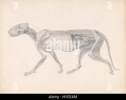 This work offers a comparative anatomical study of human and primate ...