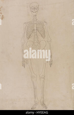 This work compares human anatomy with that of other species, focusing ...