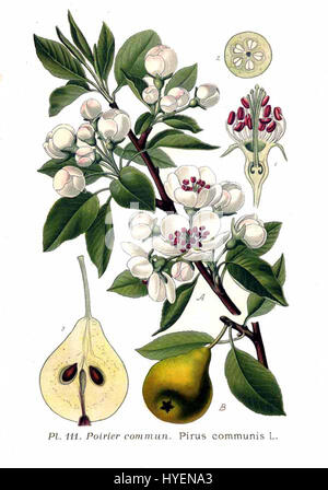 Pyrus communis, pear tree Stock Photo - Alamy