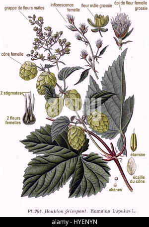 Humulus lupulus, commonly known as hop, is a plant species used in ...