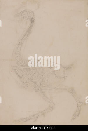 This work explores comparative anatomy in vertebrates, particularly ...