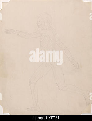 This work provides a comparative anatomical study of the skulls of ...