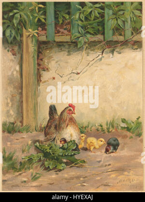 Chickens (Boston Public Library Stock Photo - Alamy
