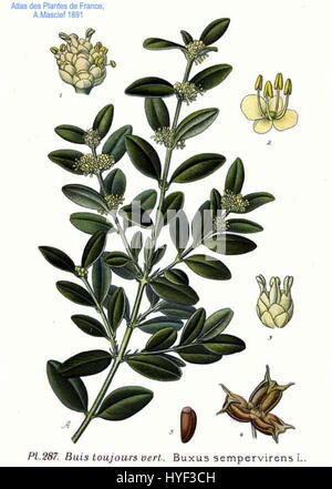 Buxus sempervirens, also known as boxwood, is a hardy evergreen shrub ...
