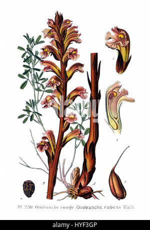 Orobanche, Parasitic Broomrape Plant Stock Photo - Alamy