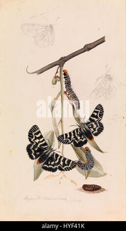 Arthur Bartholomew’s work features an illustration of the species Rose ...