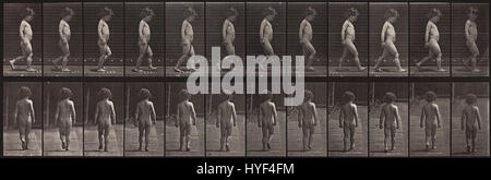 Eadweard Muybridge with his animals in motion images Stock Photo - Alamy