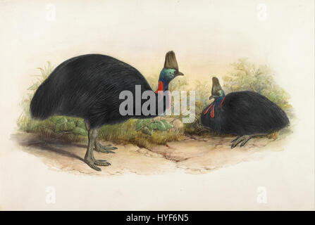 The *Casuarius casuarius*, also known as the Southern Cassowary, is a ...