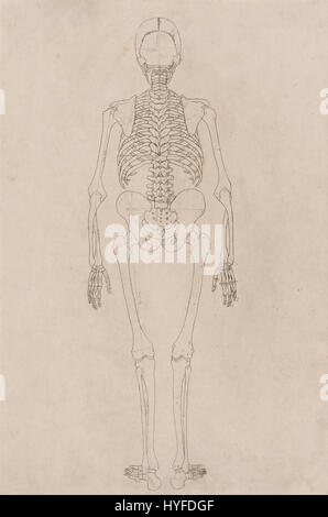 This work provides a comparative anatomical study of the skulls of ...