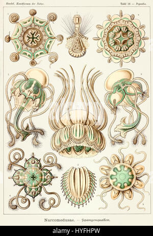 A scientific illustration from Haeckel's work depicting the diverse ...