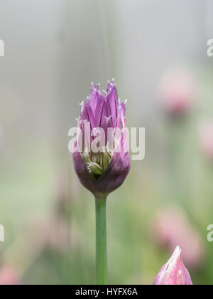 Allium schoenoprasum Chives Flower bud just opening. May Stock Photo ...