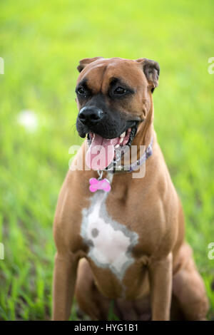 Female Boxer dog Stock Photo - Alamy