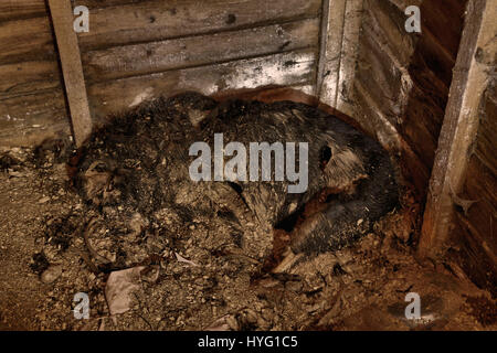 LICHFIELD, UK: A complete dog skeleton. THE MYSTERIOUS and decrepit ...