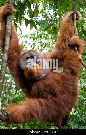 INDONESIA: A HUMOROUS picture of a wild orangutan shows the mischievous ...