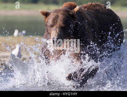 JAW-DROPPING pictures of a bear cub delivering a left uppercut punch ...