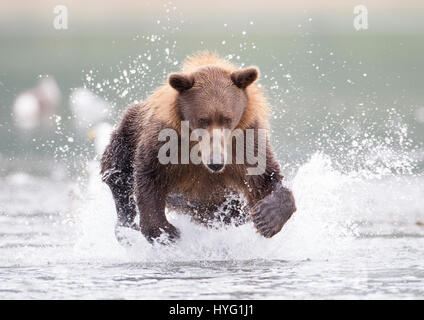 JAW-DROPPING pictures of a bear cub delivering a left uppercut punch ...