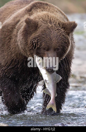 JAW-DROPPING pictures of a bear cub delivering a left uppercut punch ...