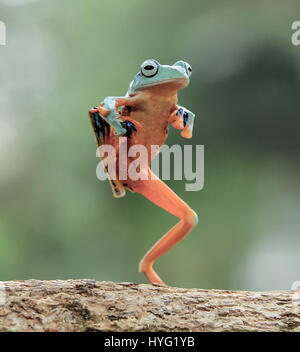 JAKARTA, INDONESIA: HILARIOUS pictures of a breakdancing frog have been ...