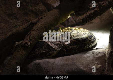 python snake curled up by rocks Stock Photo - Alamy