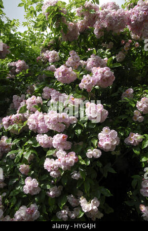 Rambling Rose with Pink Flowers. Variety Uncertain Stock Photo - Alamy