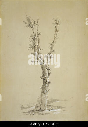 The Historical Elm is an iconic tree located in Jersey Shore ...
