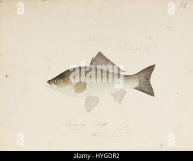 .131 - Carassius auratus langsdorfii Temminck and Schlegel - Kawahara ...