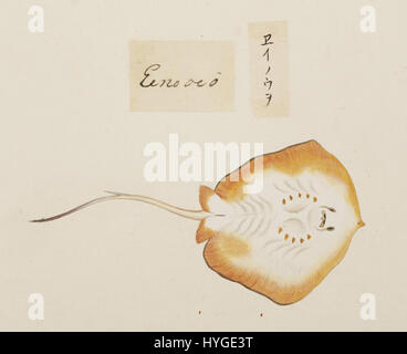 The drawing 'Dasyatis akajei' by Kawahara Keiga, created between 1823 ...