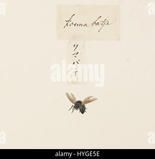 The Japanese Carpenter Bee, Xylocopa appendiculata circumvolans, on ...