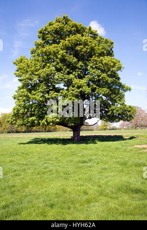 Common lime tree in early summer leaf in May, Sutton, Suffolk, England ...