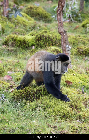Endangered golden monkey crop raiding in Virunga forest of Volcanoes ...