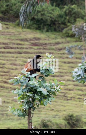 golden monkey - on tree / Cercopithecus kandti Stock Photo - Alamy