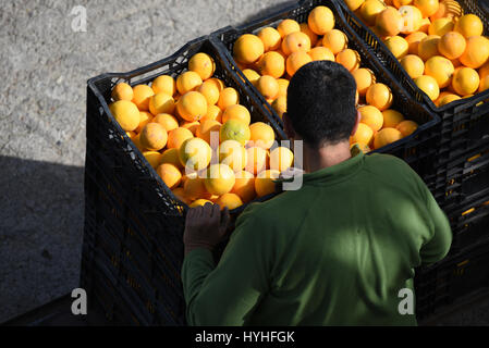 Orange yield men is carrying box of oranges Stock Photo - Alamy