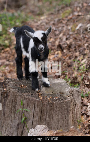 One week old baby Nigerian Dwarf Goat playing outside on tree stump ...
