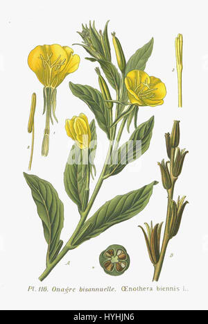 Botanical illustration of Oenothera biennis (common evening primrose ...