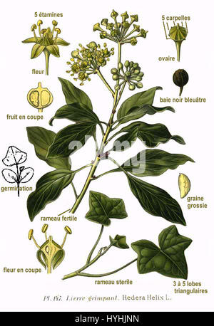 *Hedera helix*, commonly known as English ivy, is a versatile evergreen ...