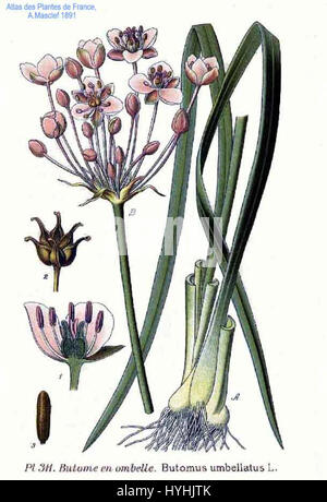 Butomus umbellatus, commonly known as flowering rush, is a plant ...