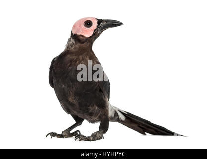 Coleto starling, Sarcops calvus, black bird in the forest habitat ...