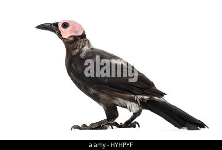 Coleto starling, Sarcops calvus, black bird in the forest habitat ...