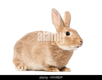 Brown Rabbit lying , isolated on white Stock Photo - Alamy