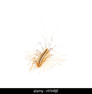 Yellowish-grey centipede, isolated on white Stock Photo - Alamy