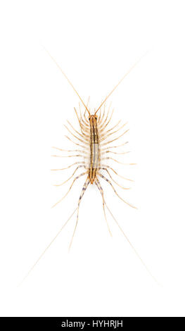 Yellowish-grey centipede, isolated on white Stock Photo - Alamy