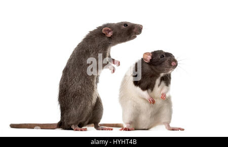 A brown rat standing on his two feet, sniffing the air Stock Photo - Alamy