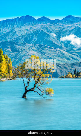That Wanaka Tree, Lone Tree In Lake, Wanaka Tree in Wanaka, New Zealand ...