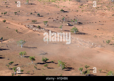 Aerial cattle mustering in the outback desert area of Western Stock ...