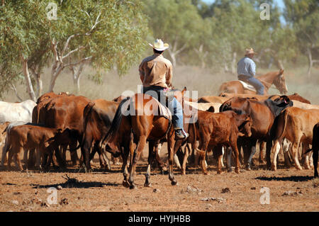 Aerial mustering cattle in the Western Australian outback, inland Stock ...