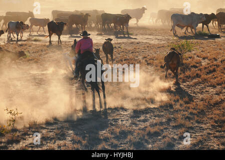 Aerial cattle mustering in the outback desert area of Western Stock ...