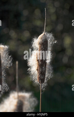 Greater reedmace Typha latifolia shedding seeds Ringwood Hampshire ...